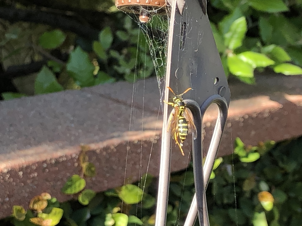 European Paper Wasp from Bungalow Dr, El Segundo, CA, US on May 15 ...
