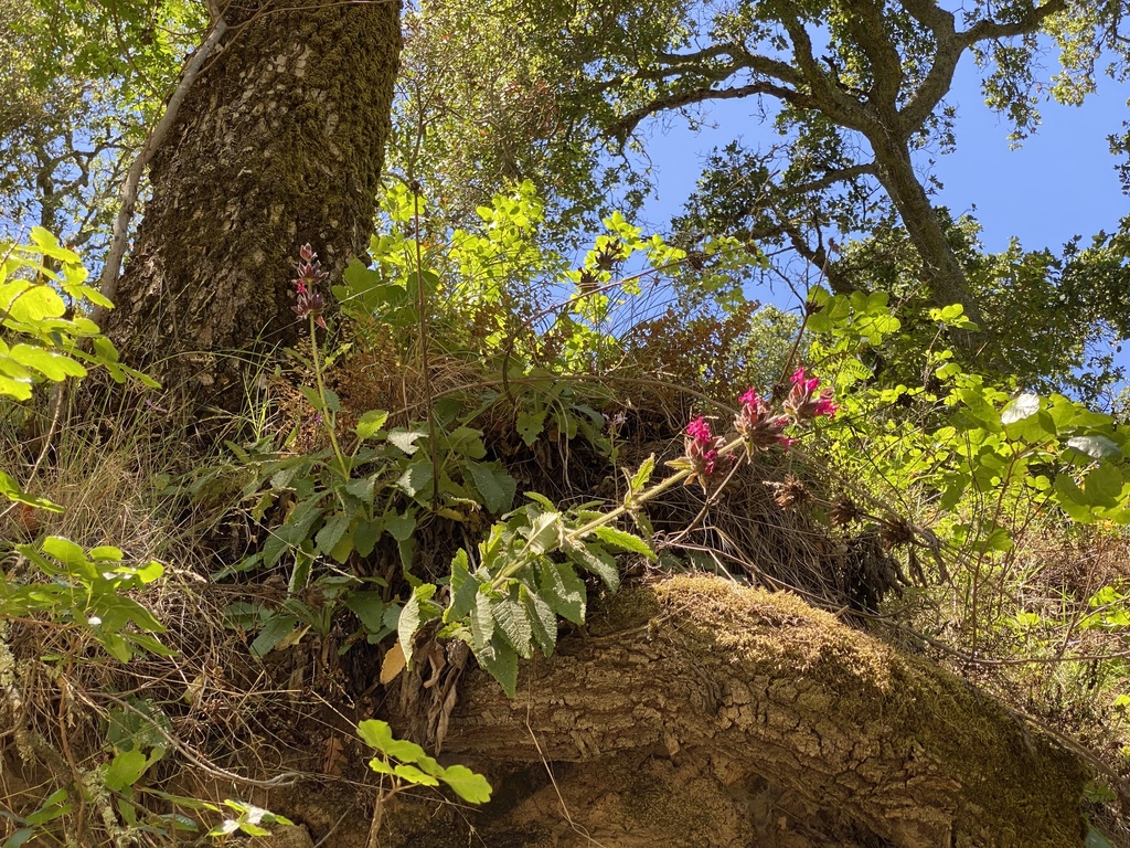 Hummingbird Sage From Diablo Foothills Regional Park Walnut Creek CA Hummingbird Sage From Diablo Foothills Regional Park Walnut Creek CA