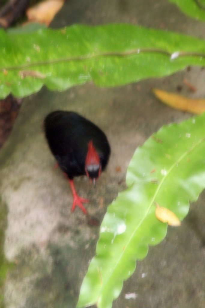 Crested Partridge in November 2010 by Don-Jean Leandri-Breton · iNaturalist