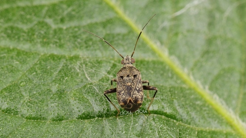 Charagochilus longicornis · iNaturalist
