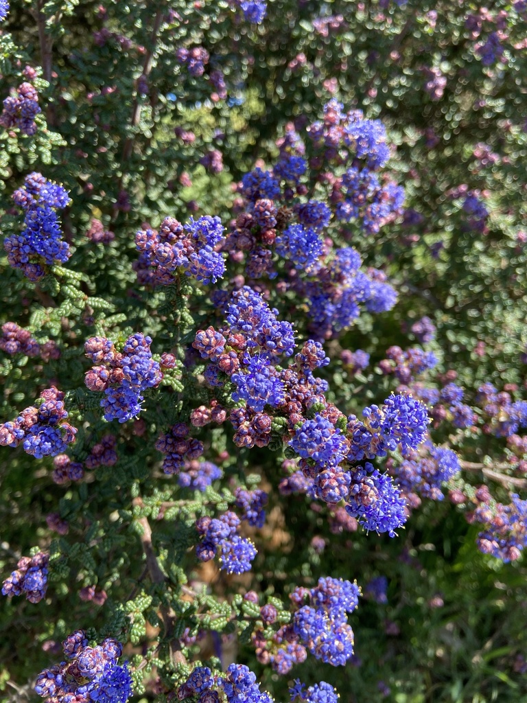Ceanothus from SE 63rd Ave, Portland, OR, US on April 09, 2020 at 12:04 ...