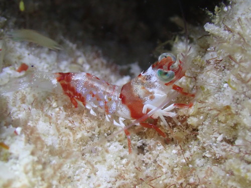 Observations by islaelliottwalker · iNaturalist