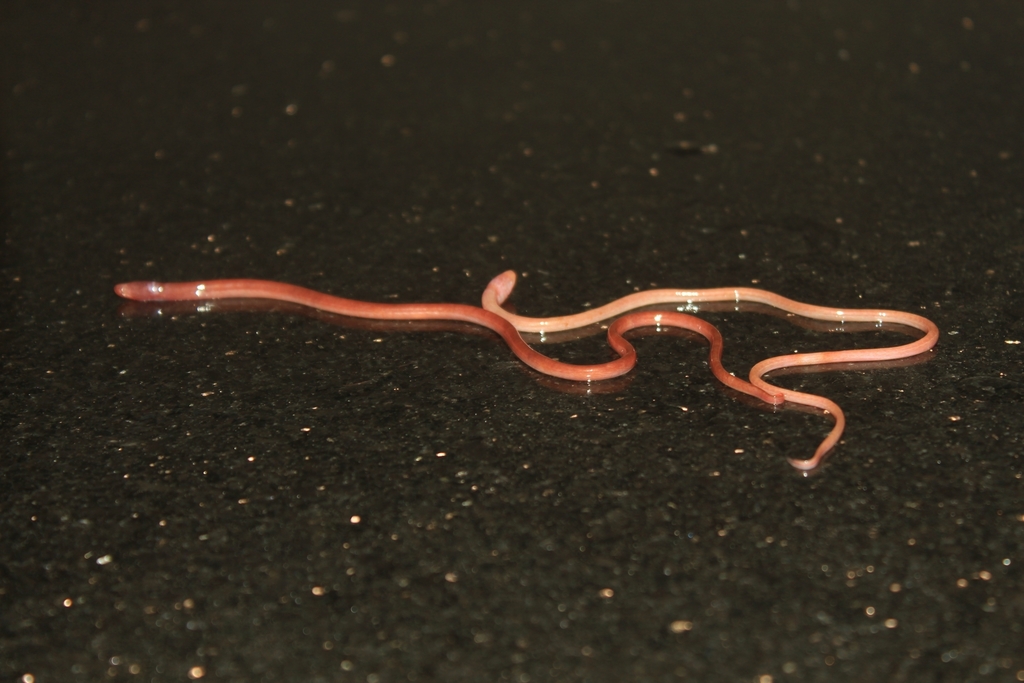 Blind Eel from Changaroth, Kerala, India on April 25, 2020 at 05:30 PM ...