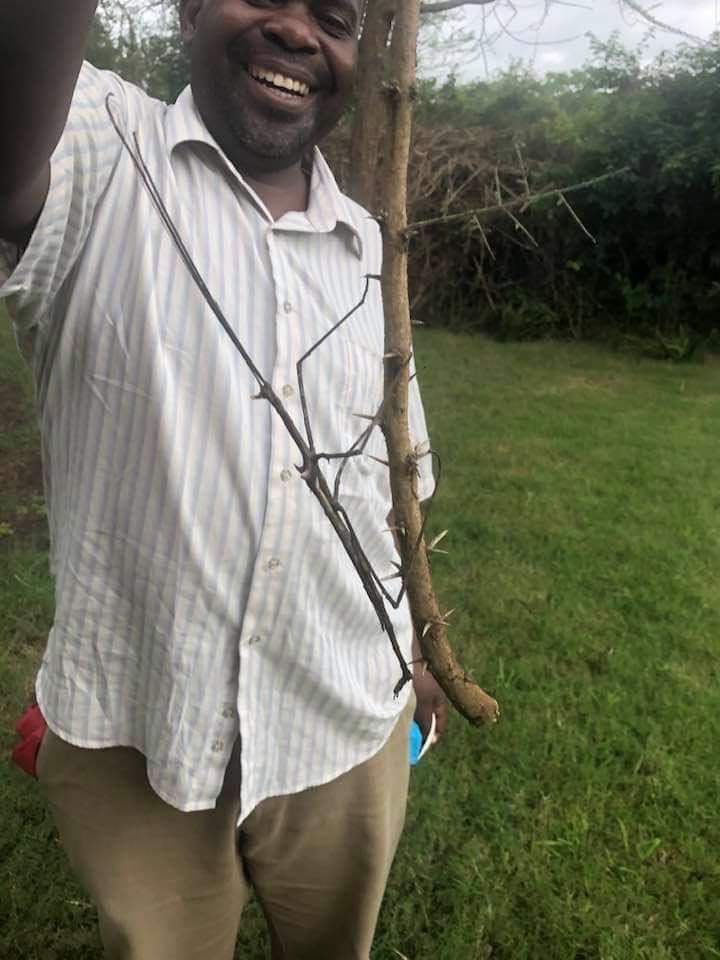Stick Insects from Arusha, Tanzania on May 16, 2020 at 02:11 PM by ...