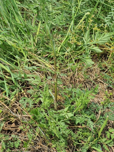 Field Hedge-Parsley (Subspecies Torilis arvensis arvensis) · iNaturalist