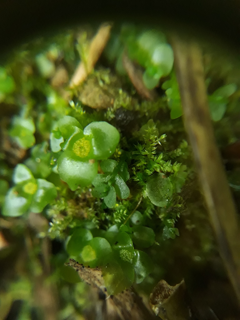 (Calobryales) - Botanical Realm
