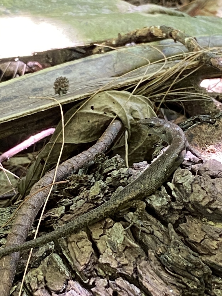 Slevin's Emo Skink in May 2020 by sablan93 · iNaturalist