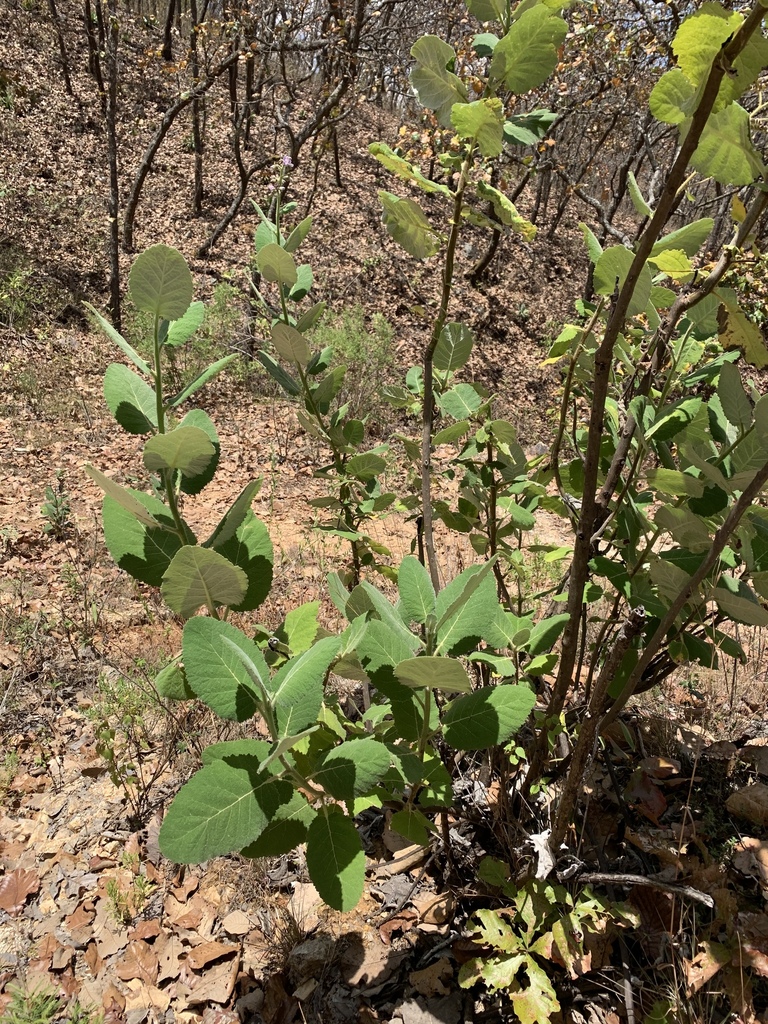 fiberglass plant from Mascota, JAL, MX on May 9, 2020 at 02:34 PM by ...