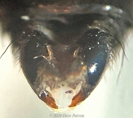 Photo 73144458, (c) Brad Moon, all rights reserved, uploaded by Brad Moon · iNaturalist