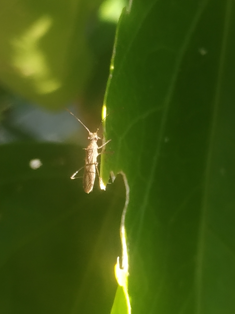 Cydamus from Santa Fe, Argentina on May 16, 2020 at 04:32 PM by ...