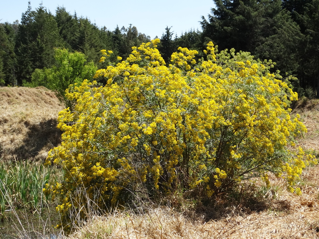Willow Ragwort from Parque Sierra Morelos , Toluca on April 4, 2017 at 12:09 PM by Juan Carlos ...