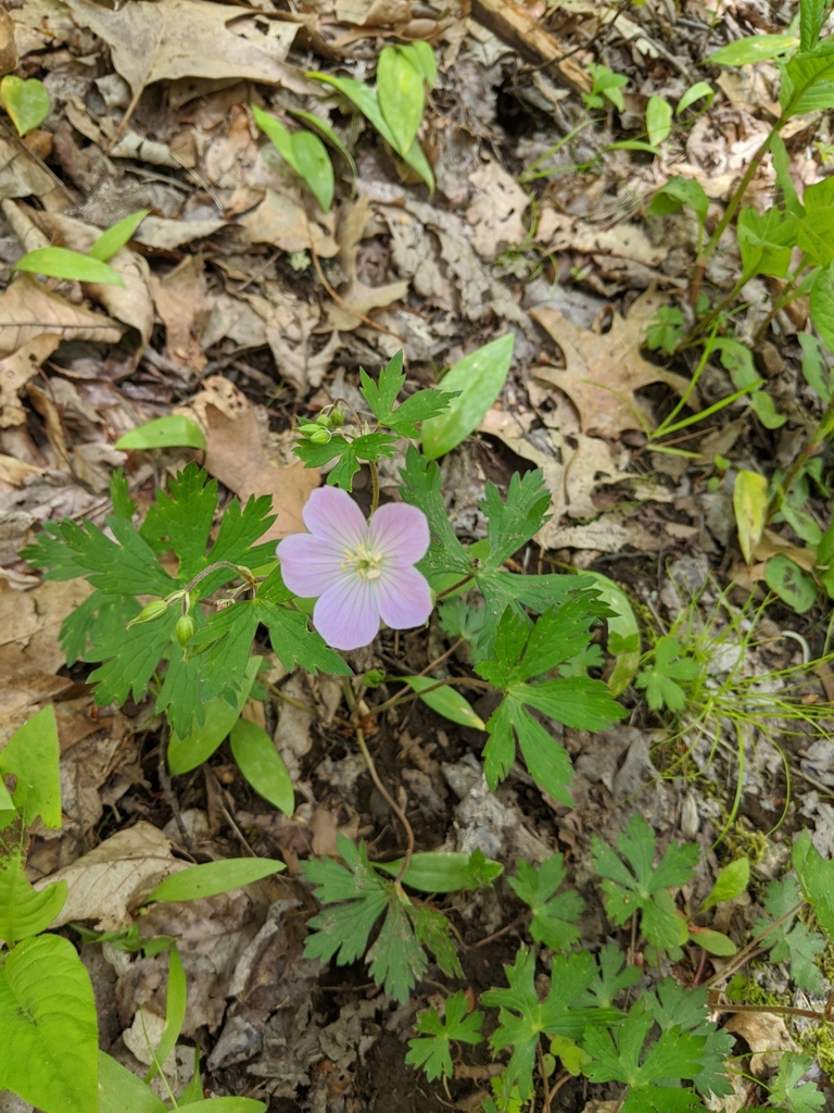 wild geranium from Kent, CT 06757, USA on May 16, 2020 at 12:22 PM by ...