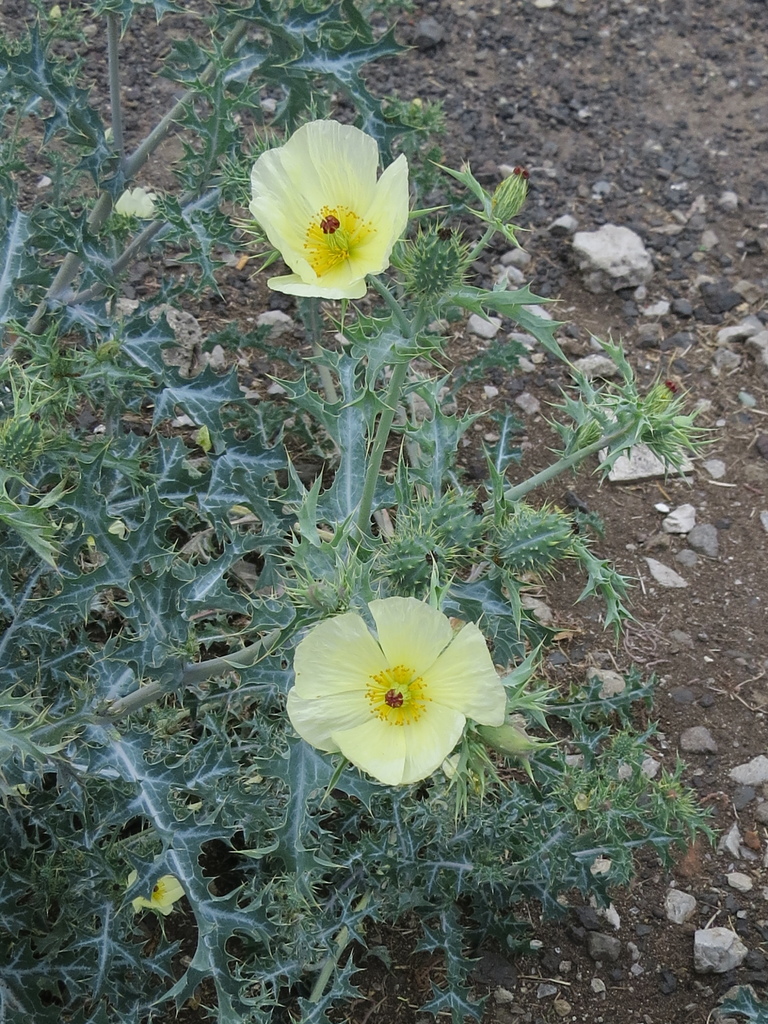 Mexican Poppy from Reyes Ixtacala on April 9, 2017 by Juan Carlos ...