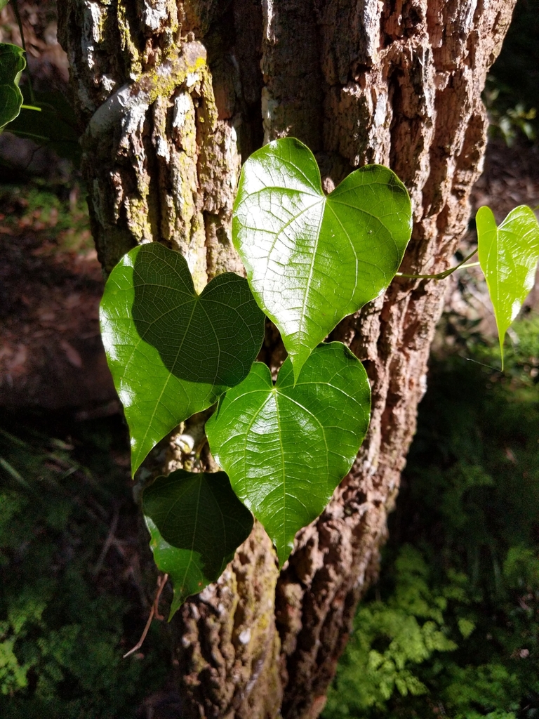 pearl vine from Hawkesbury, AU-NS, AU on May 17, 2020 at 10:46 AM by ...