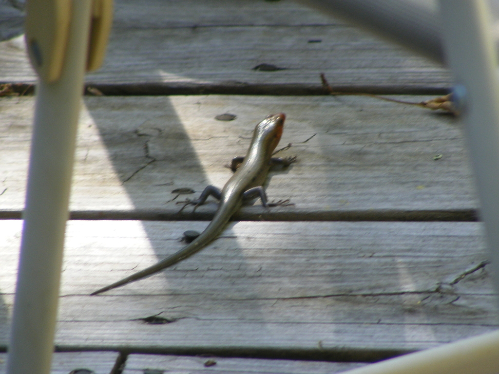 Common Five-lined Skink from Alston Chapel Rd, Pittsboro, NC 27312, USA ...