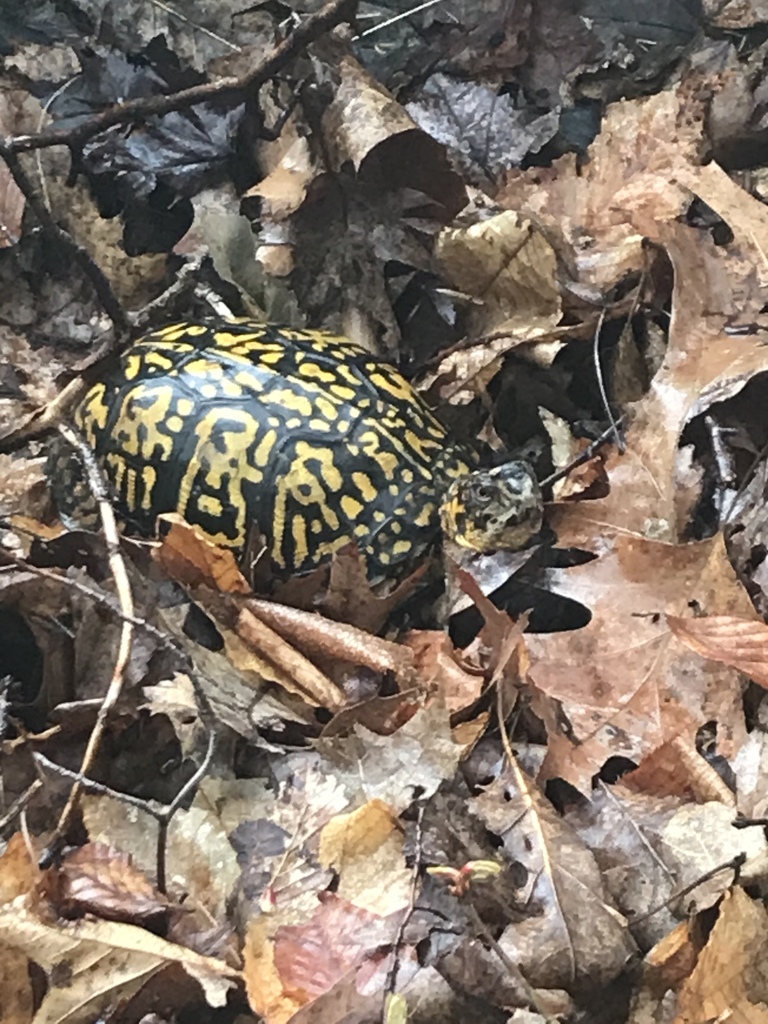Common Box Turtle in May 2020 by bensnacks · iNaturalist