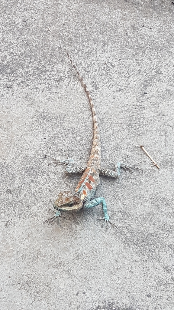 Siamese Blue Crested Lizard from 911 Streetball - Basketball court on ...