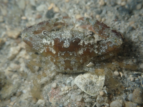 Genus Trierarchus · iNaturalist