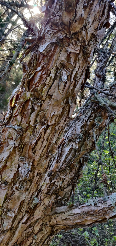 Paperbark Thorn from Groot Brakrivier, 6525, South Africa on May 16 ...