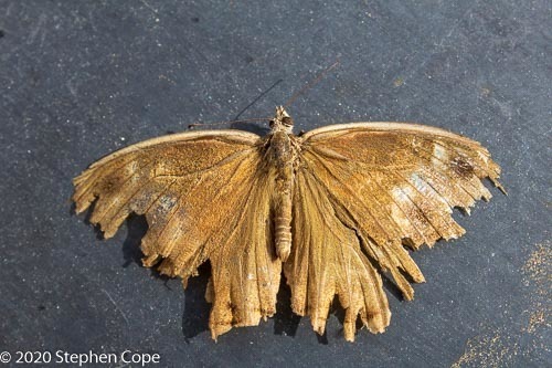 Tree Grayling from oria andalucia spain on October 8, 2018 at 02:54 PM ...