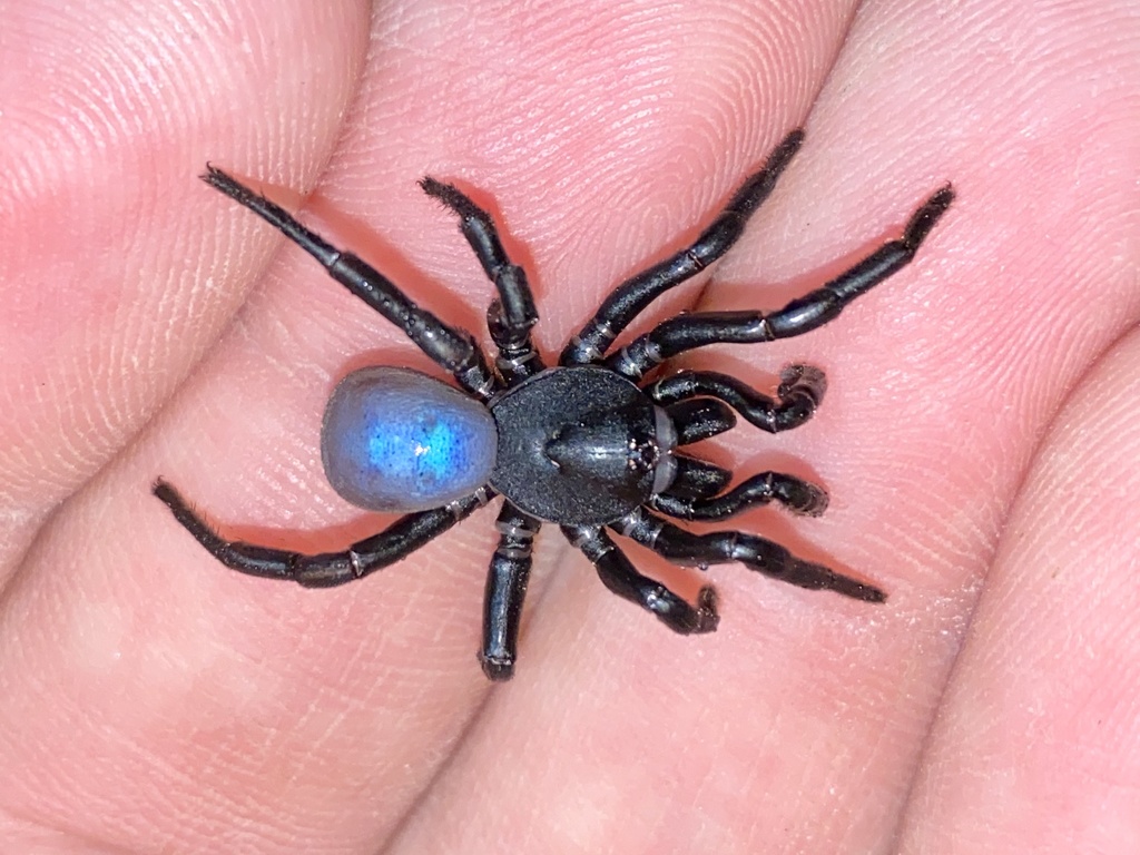 Ummidia funerea in May 2020 by Seth Patterson · iNaturalist