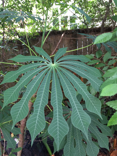 Hardy Tapioca (Manihot grahamii) · iNaturalist United Kingdom