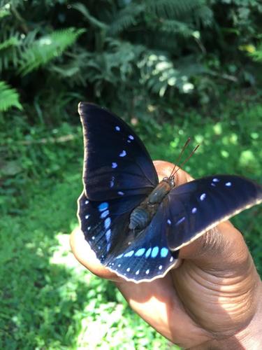 Zelica Untailed Charaxes (Charaxes zelica) · iNaturalist United Kingdom