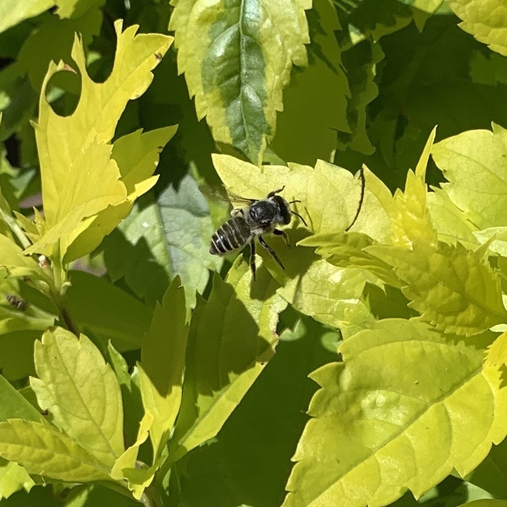 Leafcutter, Mortar, and Resin Bees from Calle Doctor Fleming, Saltillo ...