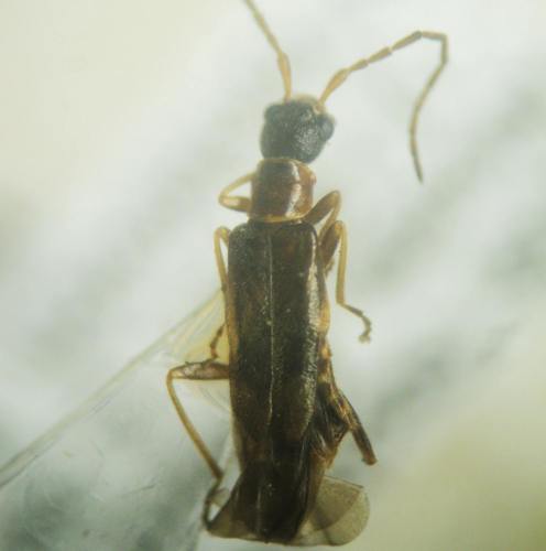 Malthodes castaneicollis · iNaturalist