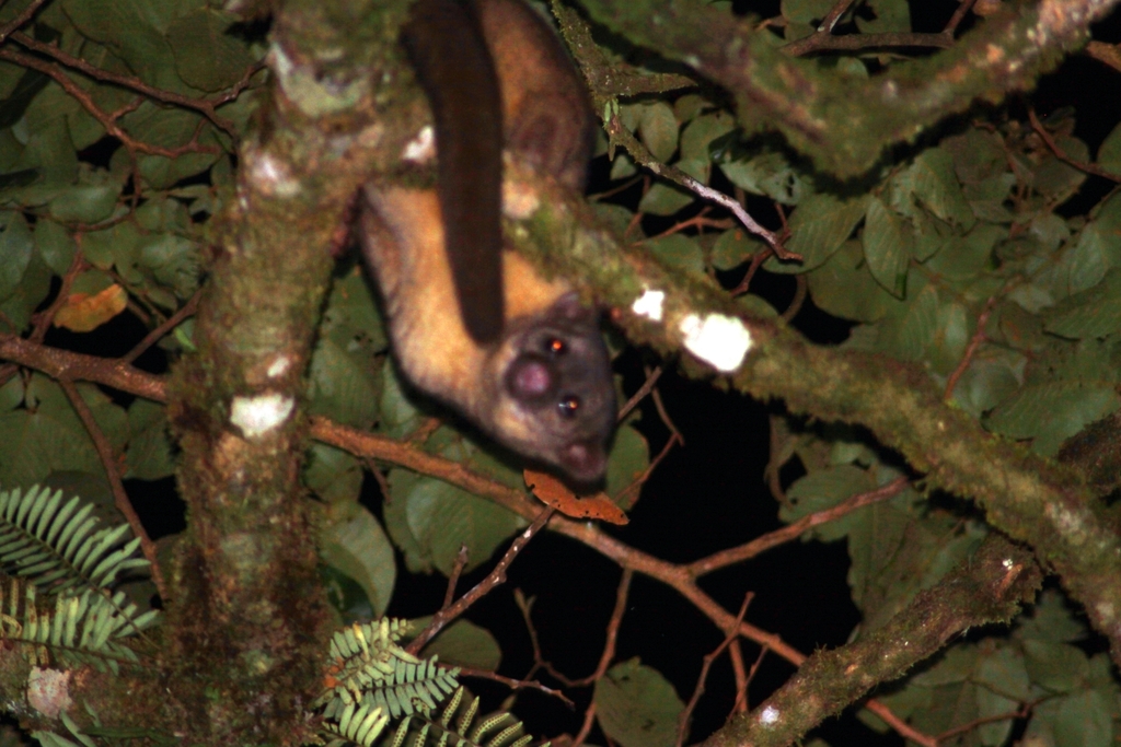Kinkajou from Santa Fé, Panamá on February 11, 2019 at 08:59 PM by ...