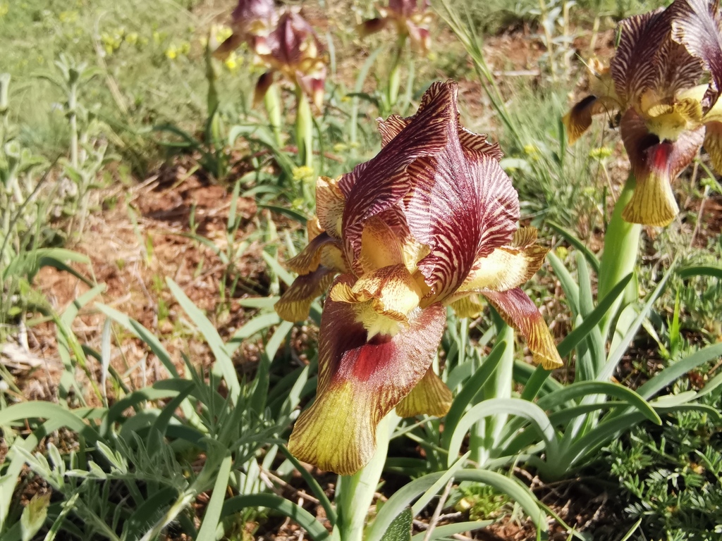Iris sari from Kömüşini, 42770 Kulu/Konya, Türkiye on May 15, 2020 at ...