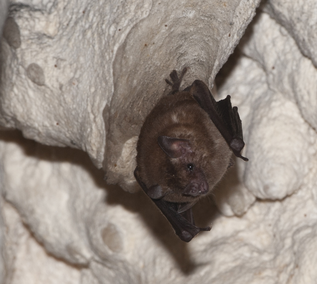 Long-nosed Bats from Guatemala on November 28, 2014 at 12:12 PM by ...