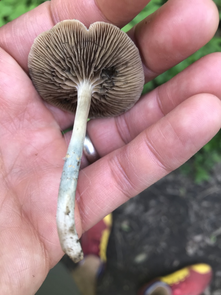 Psychedelic Ovoid Mushroom from Settlers Cabin Park, Oakdale, PA, US on ...
