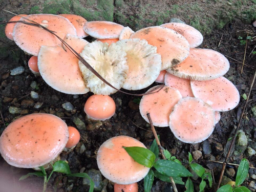 African Rose Ringless Amanita (Amanita pudica) · iNaturalist
