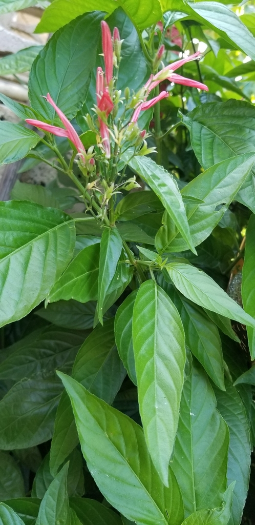 Dianthera secunda from East End, St Thomas 00802, USVI on March 26 ...