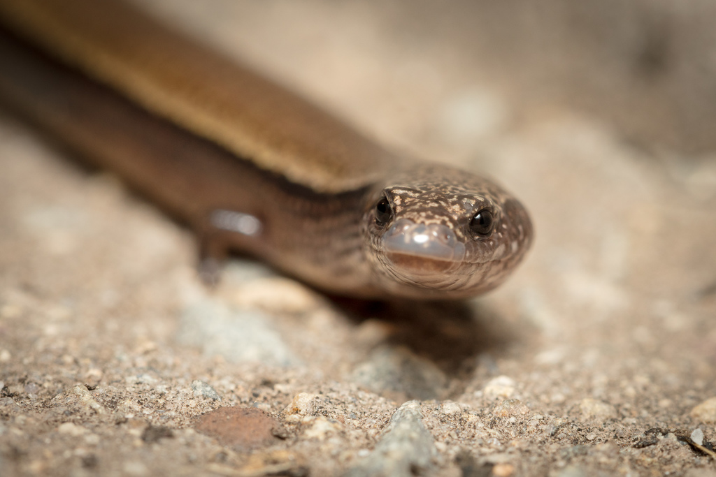 Yellow-bellied Three-toed Skink in May 2020 by mhooper · iNaturalist