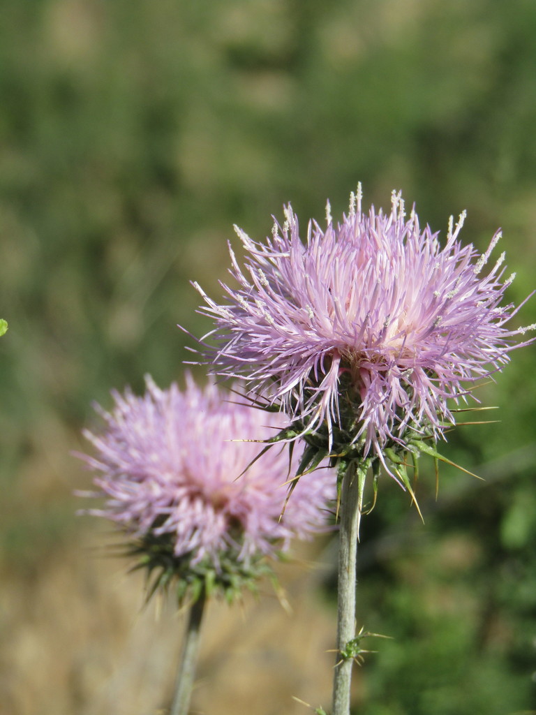 New Mexico thistle from Graham County, AZ, USA on May 17, 2020 by David ...