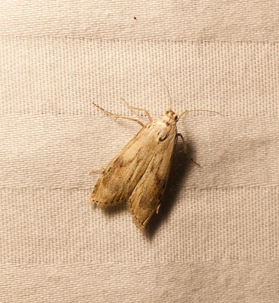 Bee Moth from Unionville, Talbot County, MD, USA on May 16, 2020 by ...