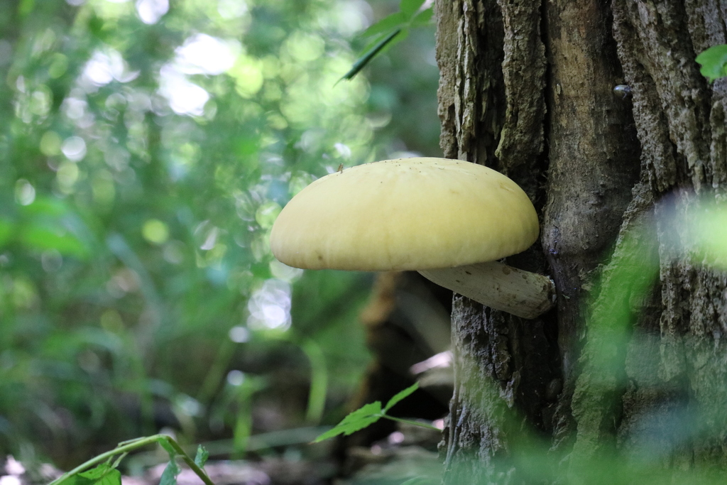 Elm Mushroom from West Carrollton, Carrollton, TX, USA on May 17, 2020 ...
