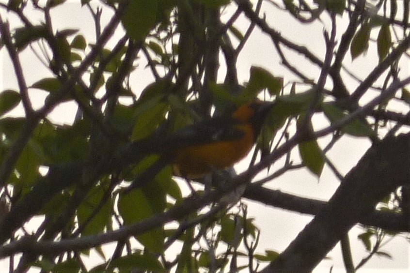 Altamira Oriole from 86690 Cunduacán, Tab., México on May 17, 2020 by ...