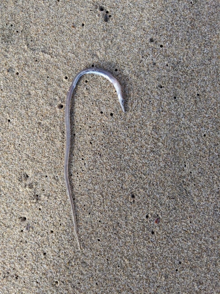 Dogface Witch Eel (Facciolella equatorialis) - Marine Life Identification