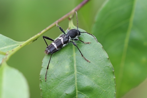 Perissus mimicus · iNaturalist