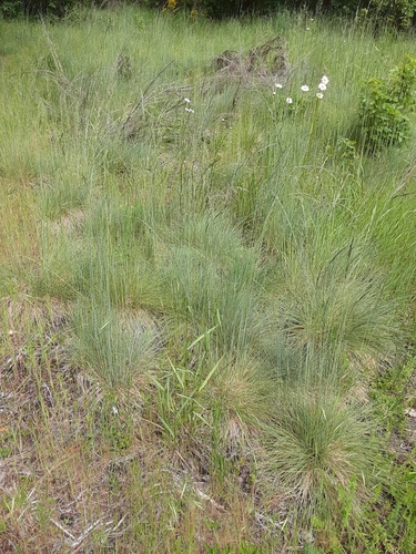Oregon Fescue (Variety Festuca roemeri roemeri) · iNaturalist
