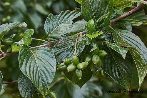 Chomelia psilocarpa · iNaturalist