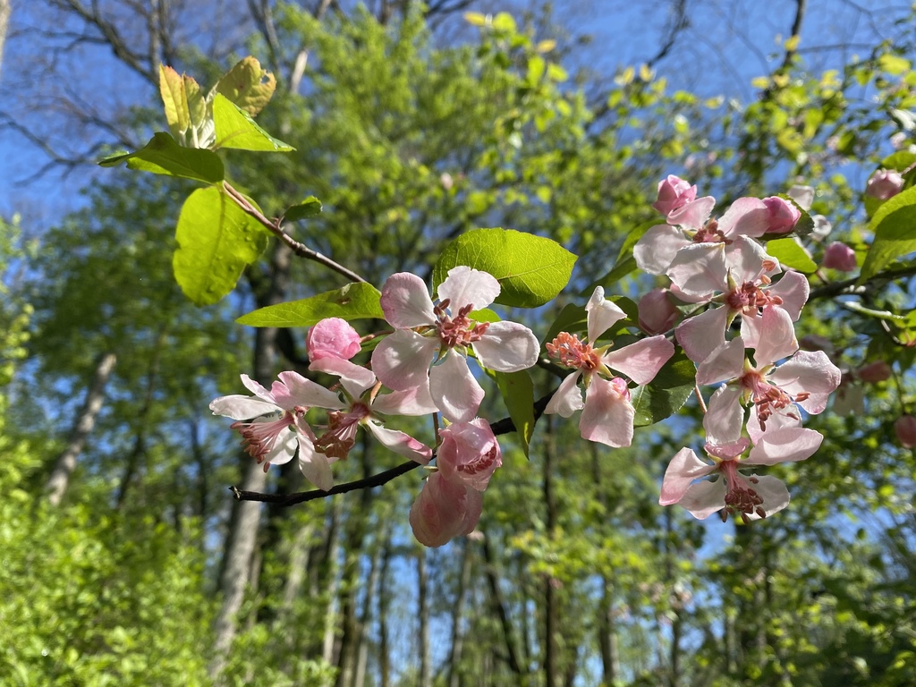 sweet crabapple from Shepherd Creek Rd, Cincinnati, OH, US on May 4 ...