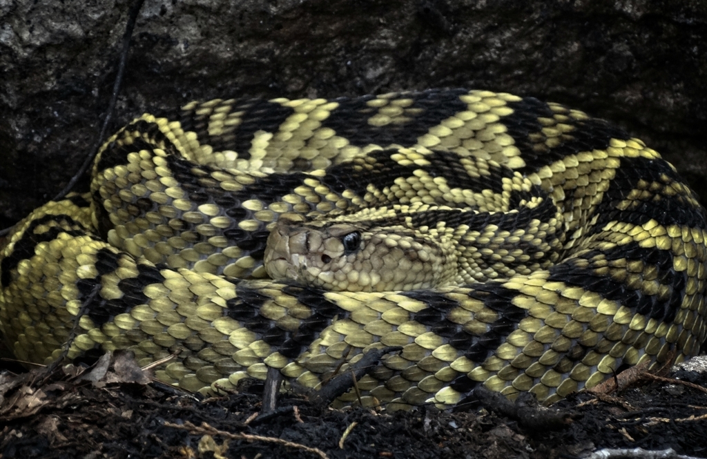 Totonacan Rattlesnake from Valle Verde on July 10, 2019 at 12:28 PM by ...
