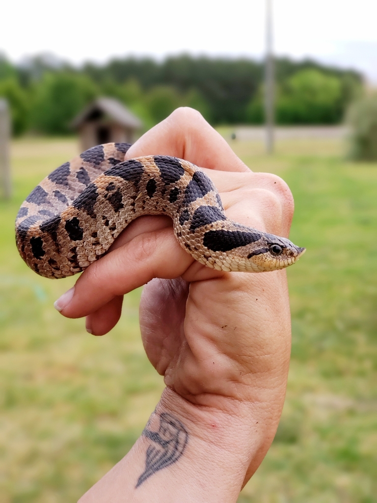 Southern Hognose Snake in May 2020 by Cori Denton · iNaturalist