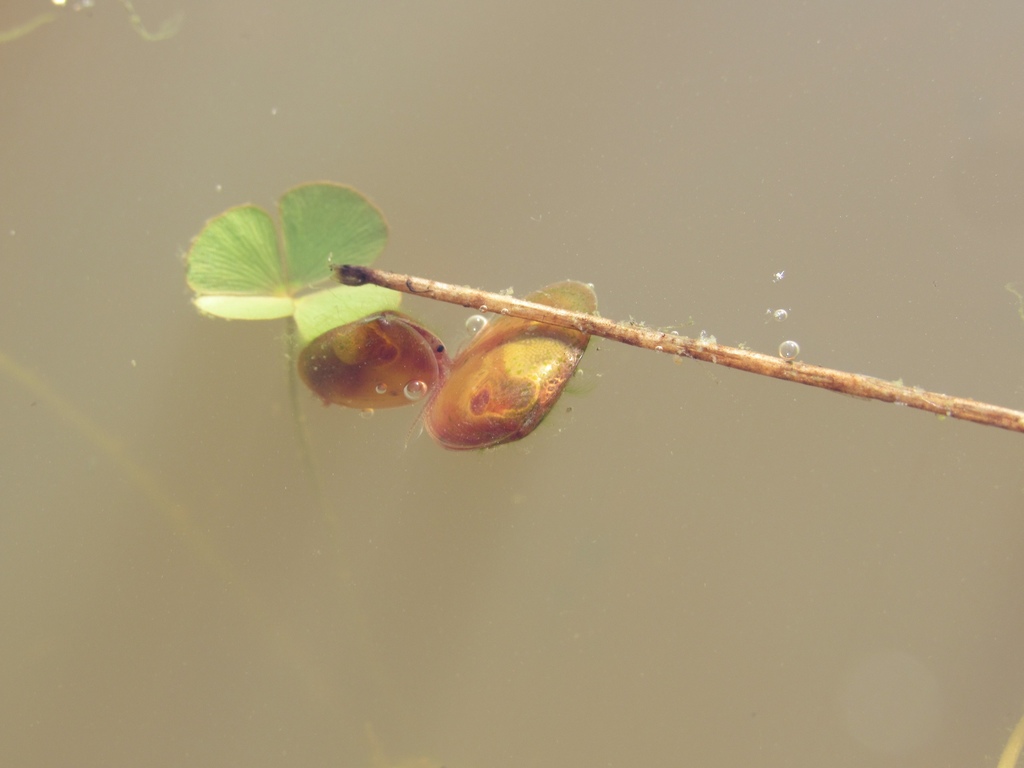California Clam Shrimp from Bienvenidos, Rancho Santa Margarita, CA, US ...