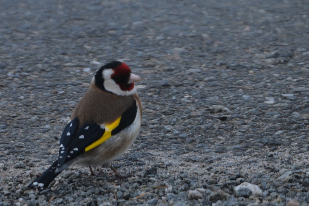 European Goldfinch from 5854 Gislev, Danmark on April 23, 2020 by ...
