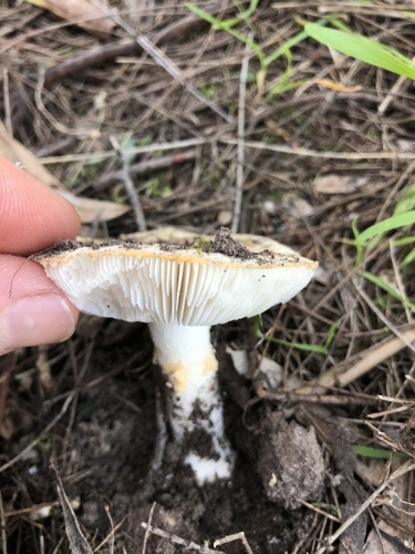 Victorian Rose Limbed-Lepidella (Amanita rosea) · iNaturalist
